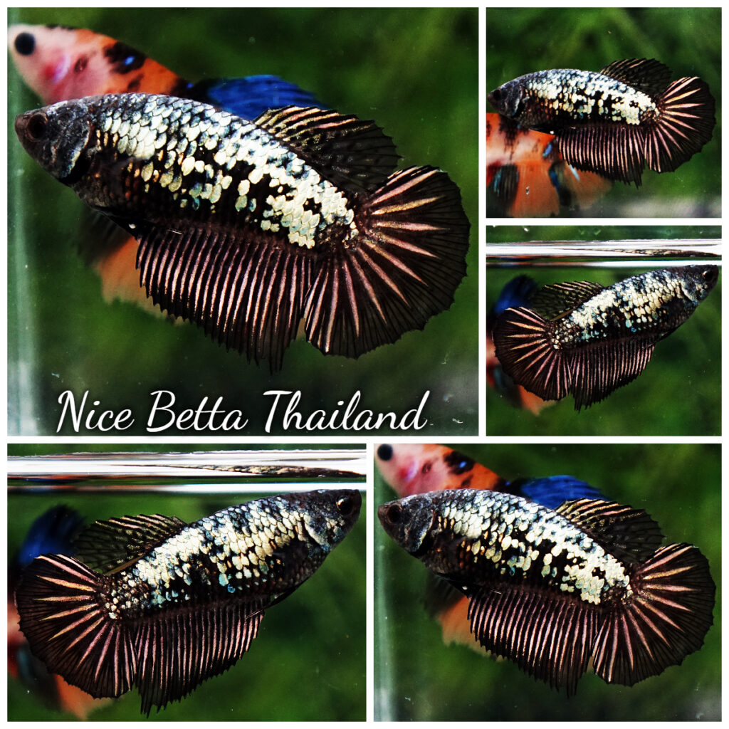Betta fish Female Shadow Black Star Galaxy HM - nicebettathailand.com