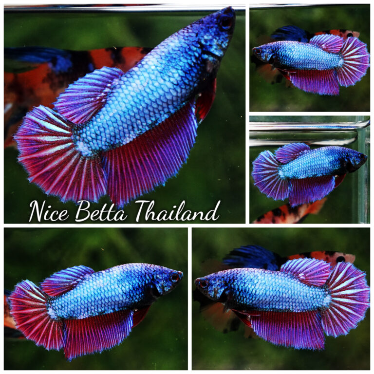 Purple Betta Fish for Sale - nicebettathailand.com