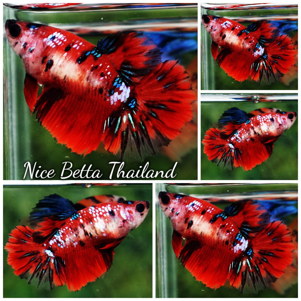 Betta fish Female Red Koi Star HM - nicebettathailand.com