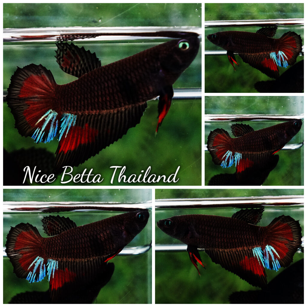 Betta fish Female Shadow Black Vampire HM - nicebettathailand.com