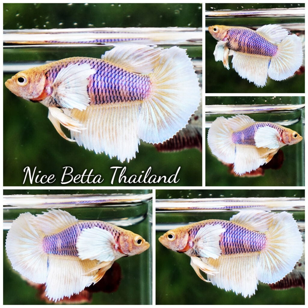 Betta fish female Yellow Pink Net Dumbo HM - nicebettathailand.com