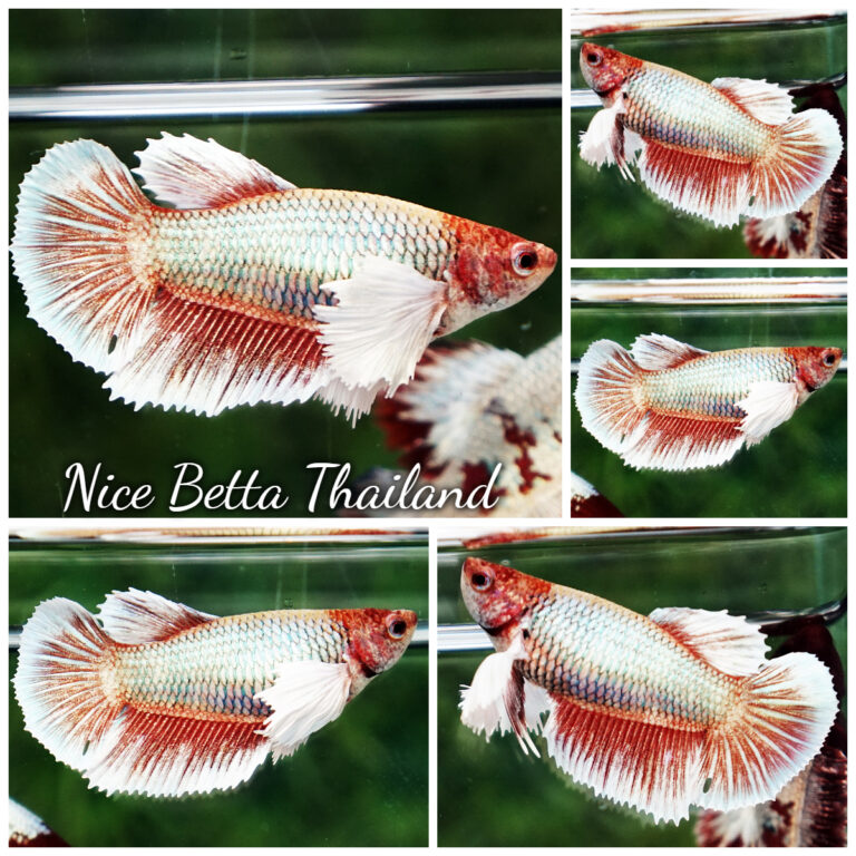 Salamander betta fish for Sale - nicebettathailand.com