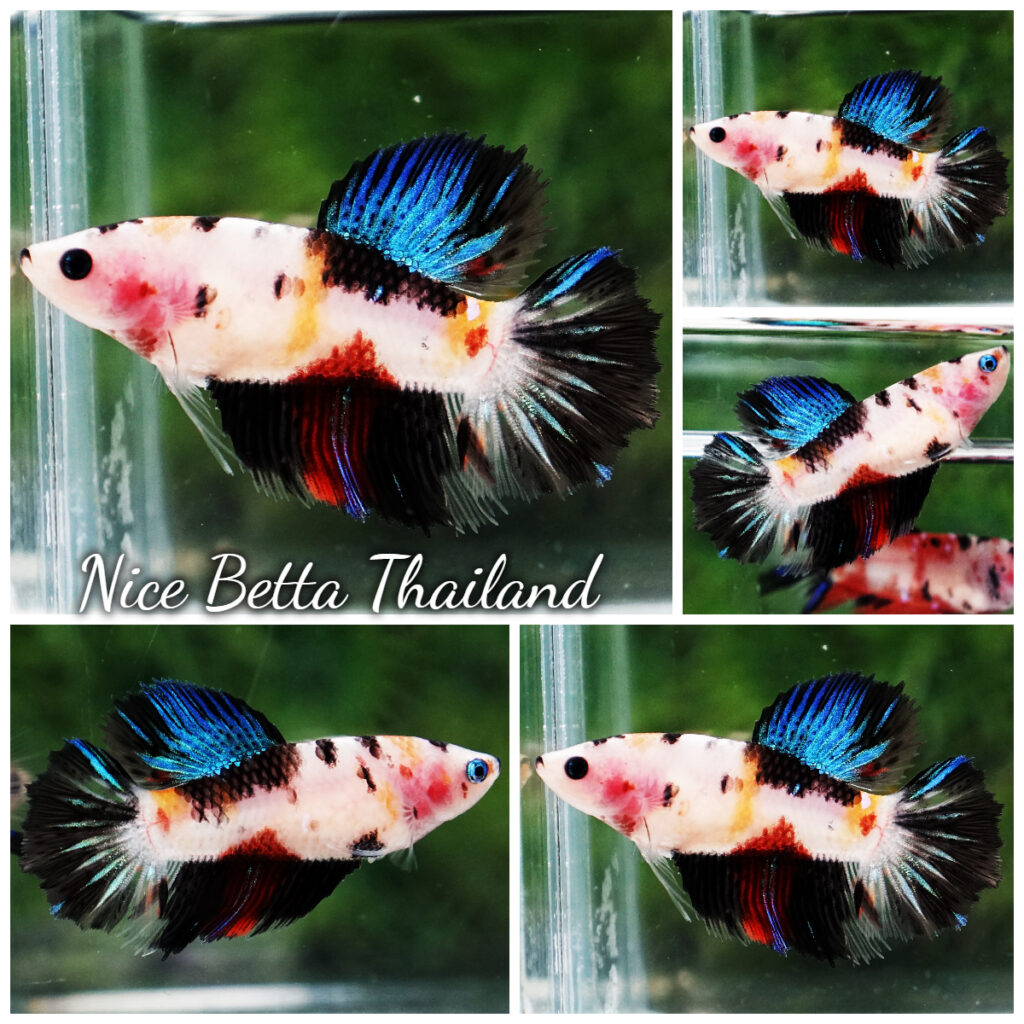 Betta fish Female Classic Nemo Koi HM - nicebettathailand.com