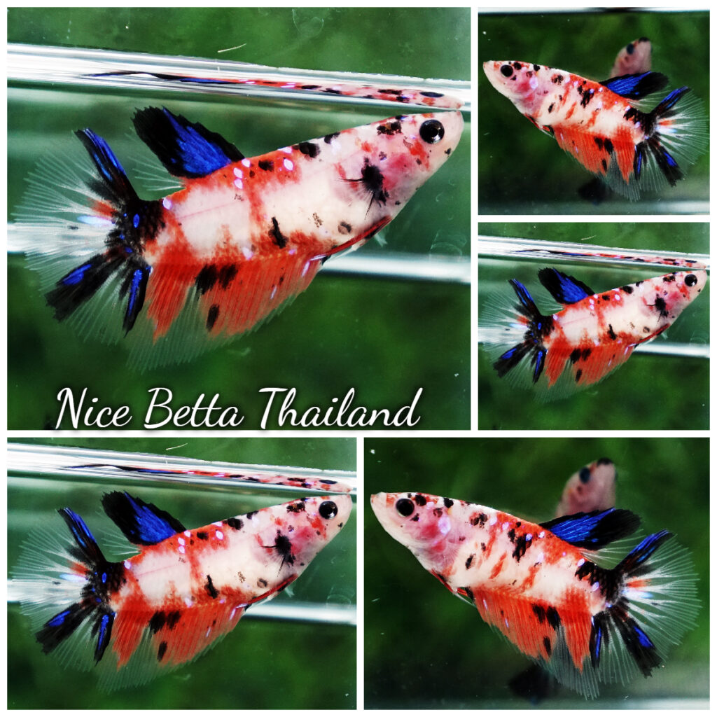 Betta fish Female Classic Nemo Koi HM - nicebettathailand.com