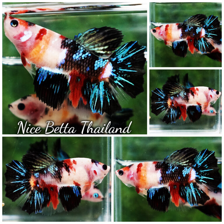 Betta fish OHM Blue Marble Frozen - nicebettathailand.com