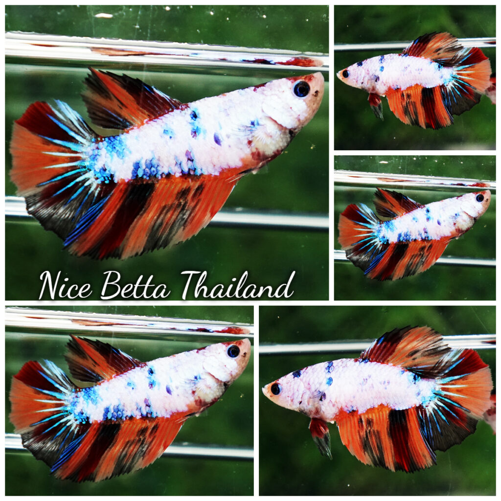 Betta fish Female Fancy Nemo HM - nicebettathailand.com