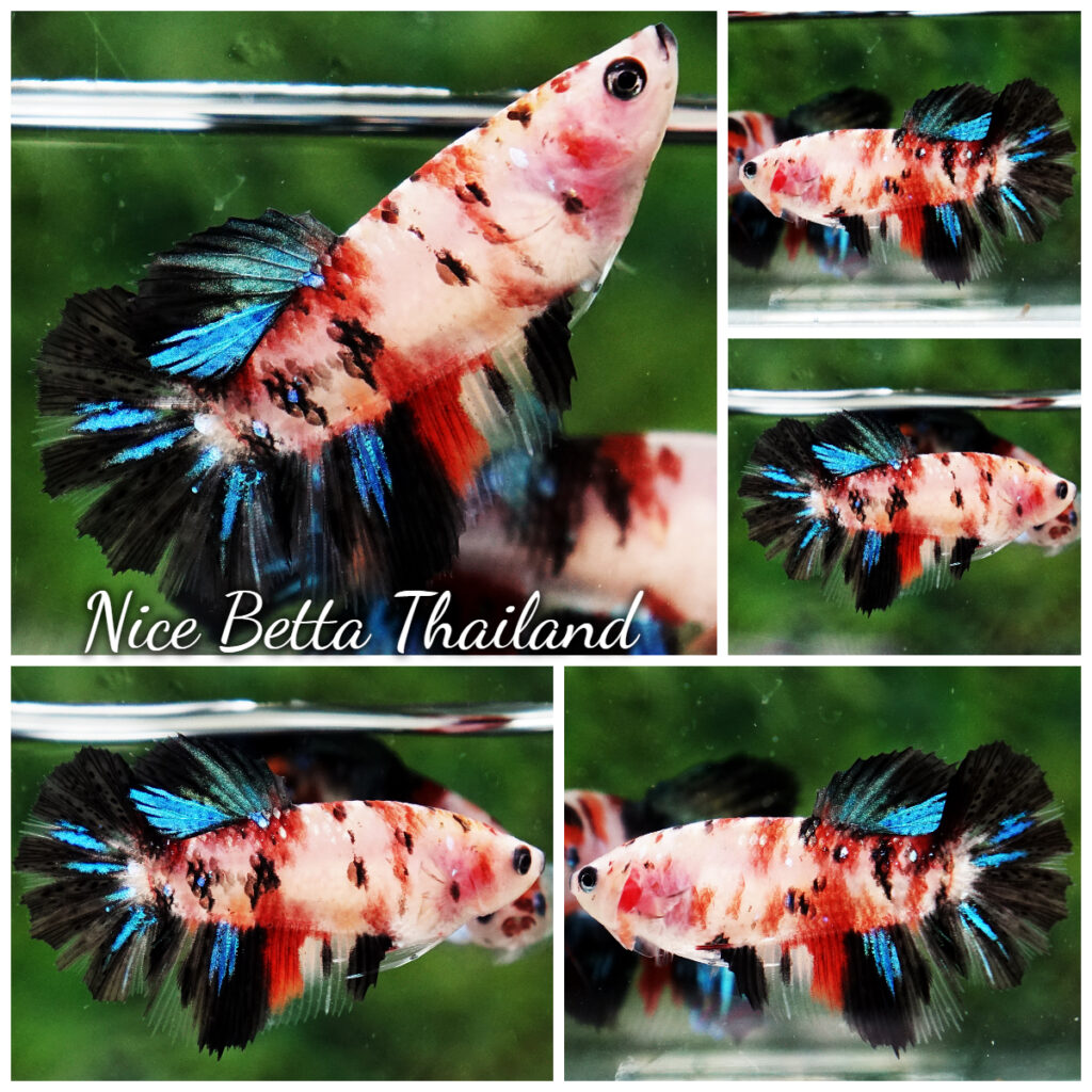 Betta fish OHM Blue Marble Frozen - nicebettathailand.com