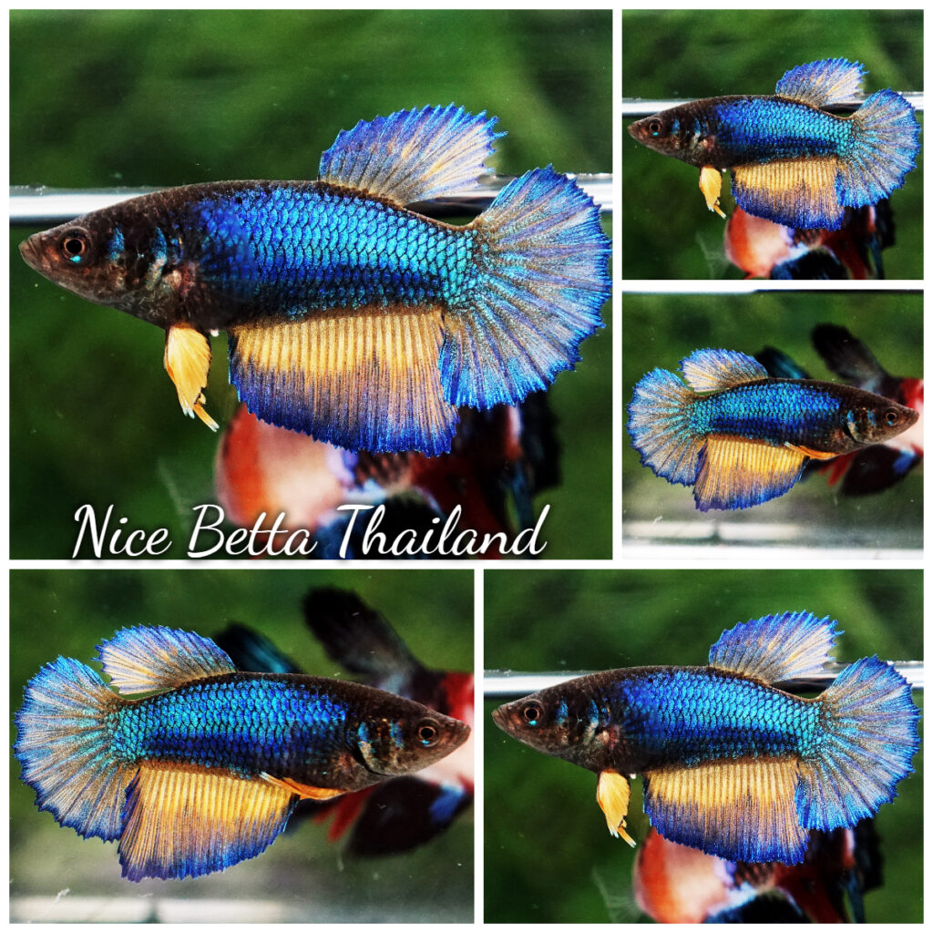 Betta fish Female Blue Mustard Gas HM - nicebettathailand.com
