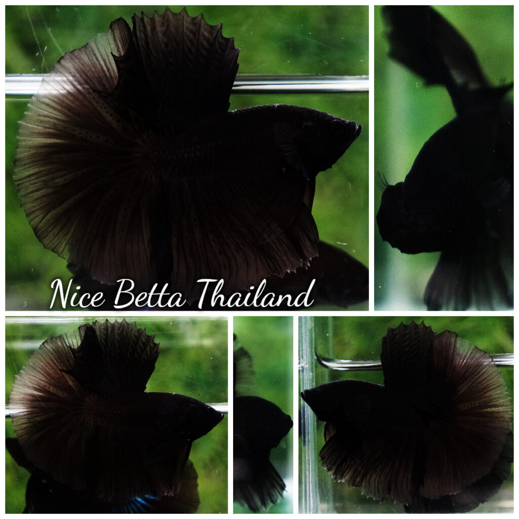 Betta fish Female HM Black Rim Devil - nicebettathailand.com