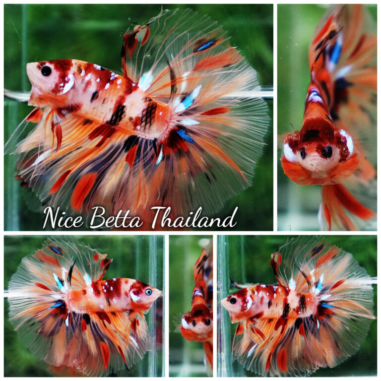 Betta fish Female HM Multicolor Candy Nemo - nicebettathailand.com