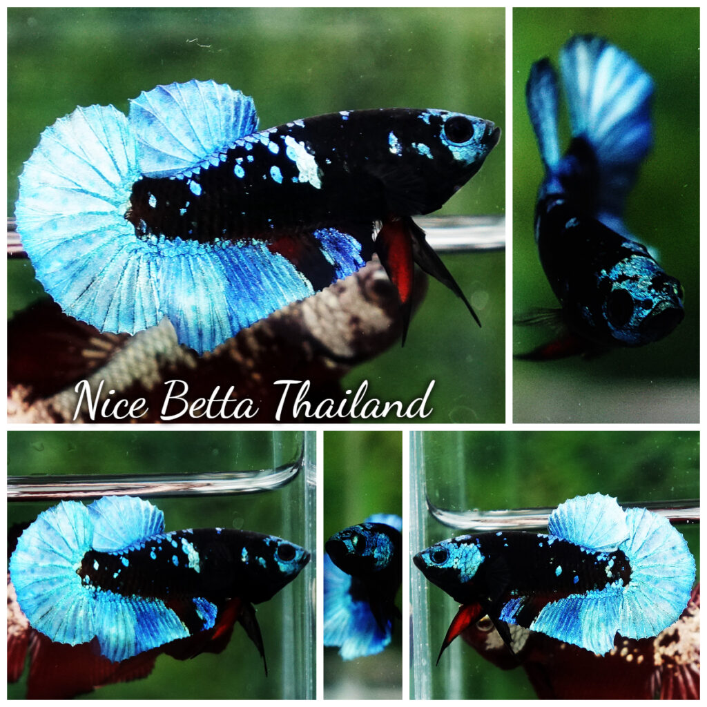 Avatar Betta Fish for Sale - nicebettathailand.com
