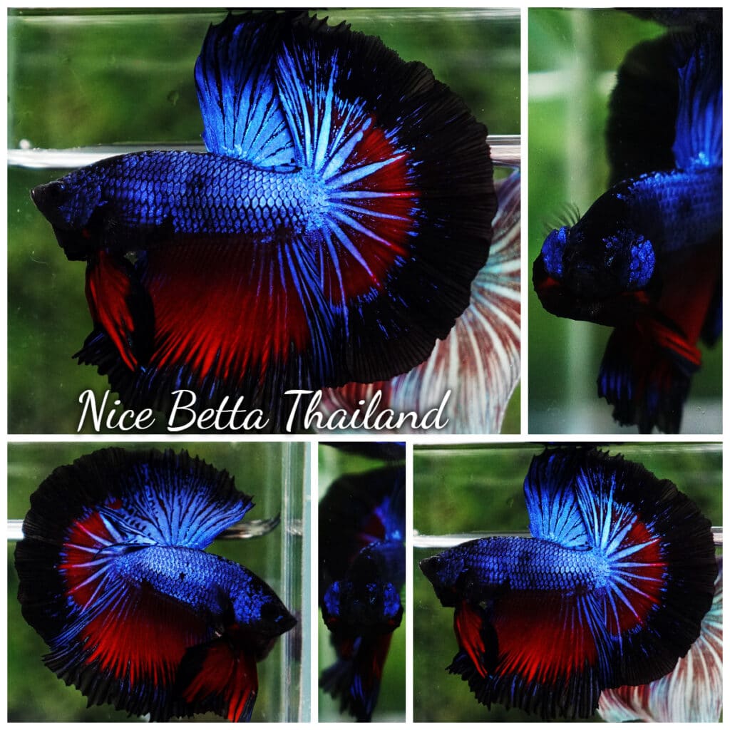 How to Prevent and Treat Popeye in Betta Fish: 10 Steps ...