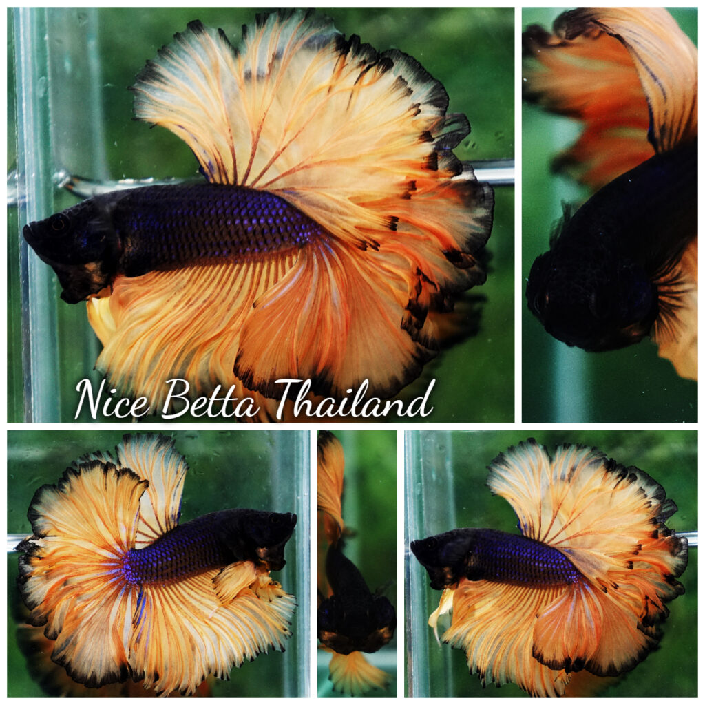 Betta fish OHM Blue Mustard Gas Sky Hawk White Ring