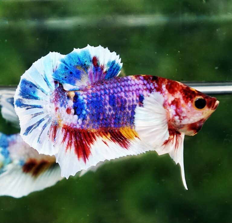 Betta fish Dumbo Multicolor Emerald Candy HMPK - nicebettathailand.com