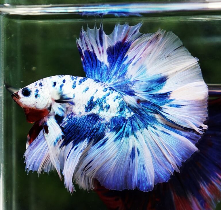 Betta fish Prince of The Frozen Blue Sky Hawk OHM - nicebettathailand.com