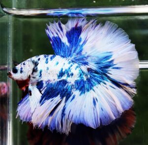 Betta fish Prince of The Frozen Blue Sky Hawk OHM - nicebettathailand.com