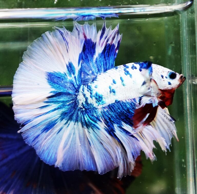 Betta fish Prince of The Frozen Blue Sky Hawk OHM - nicebettathailand.com