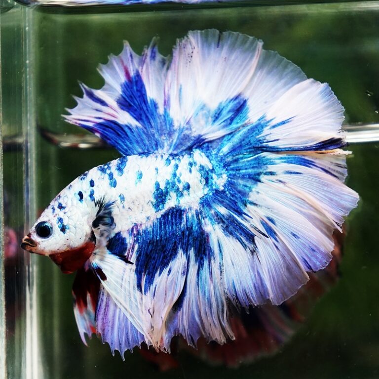 Betta fish Prince of The Frozen Blue Sky Hawk OHM - nicebettathailand.com