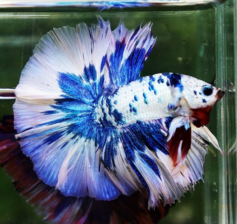 Betta fish Prince of The Frozen Blue Sky Hawk OHM - nicebettathailand.com