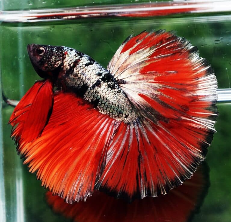 Betta fish Hell Caraxes Copper Warrior OHM - nicebettathailand.com