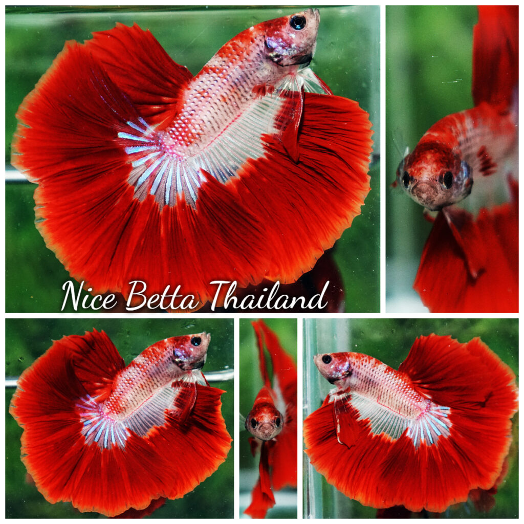 How to Prevent and Treat Popeye in Betta Fish: 10 Steps ...