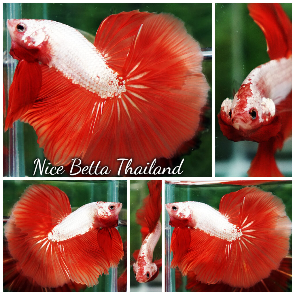 Betta fish Sun fire Dragon Platinum OHM - nicebettathailand.com