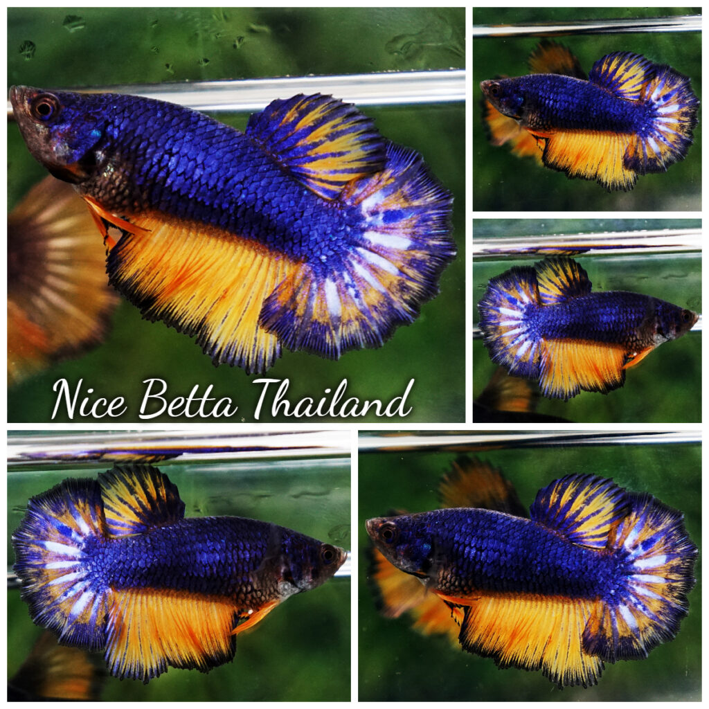 Betta fish Female Blue Dragon Mustard Gas Black Ring HM ...