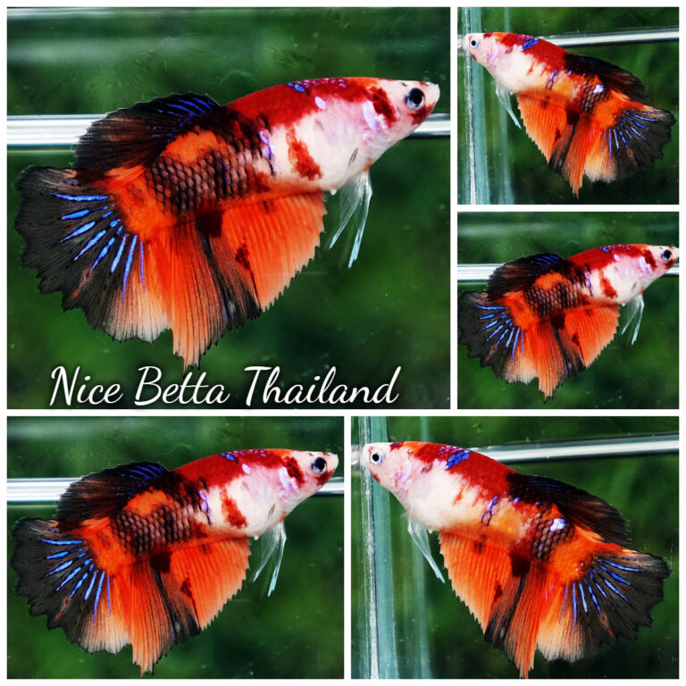 Betta fish Female Koi Nemo Classic HM - nicebettathailand.com