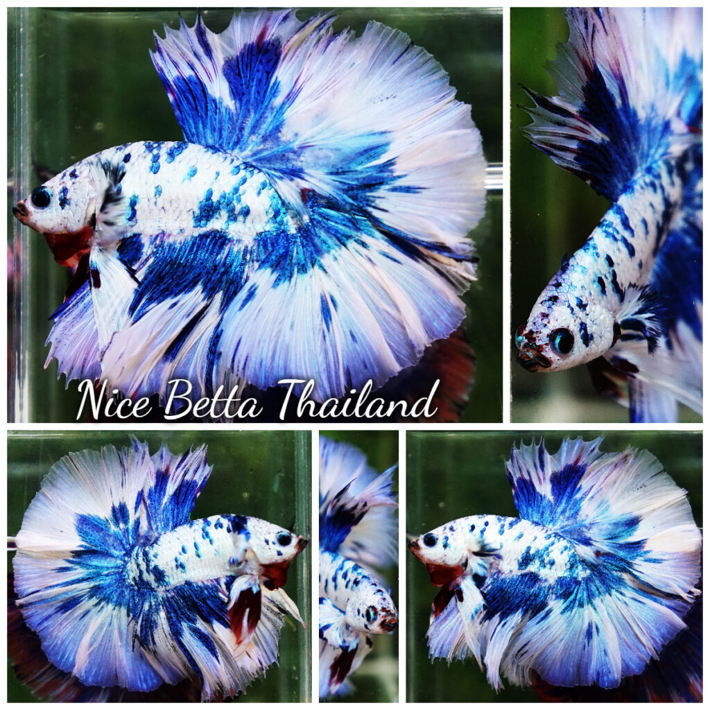 Betta fish Prince of The Frozen Blue Sky Hawk OHM - nicebettathailand.com