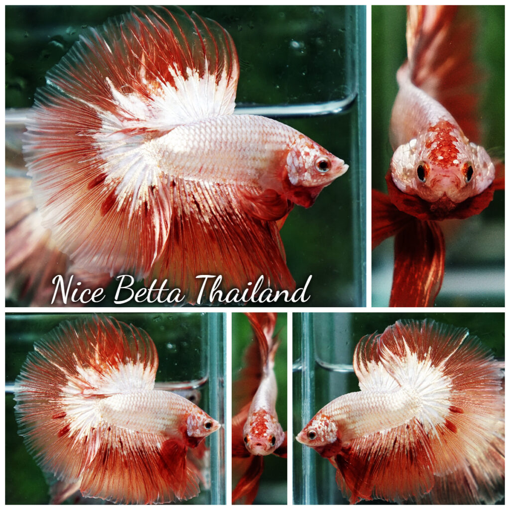Armageddon betta fish for Sale - nicebettathailand.com