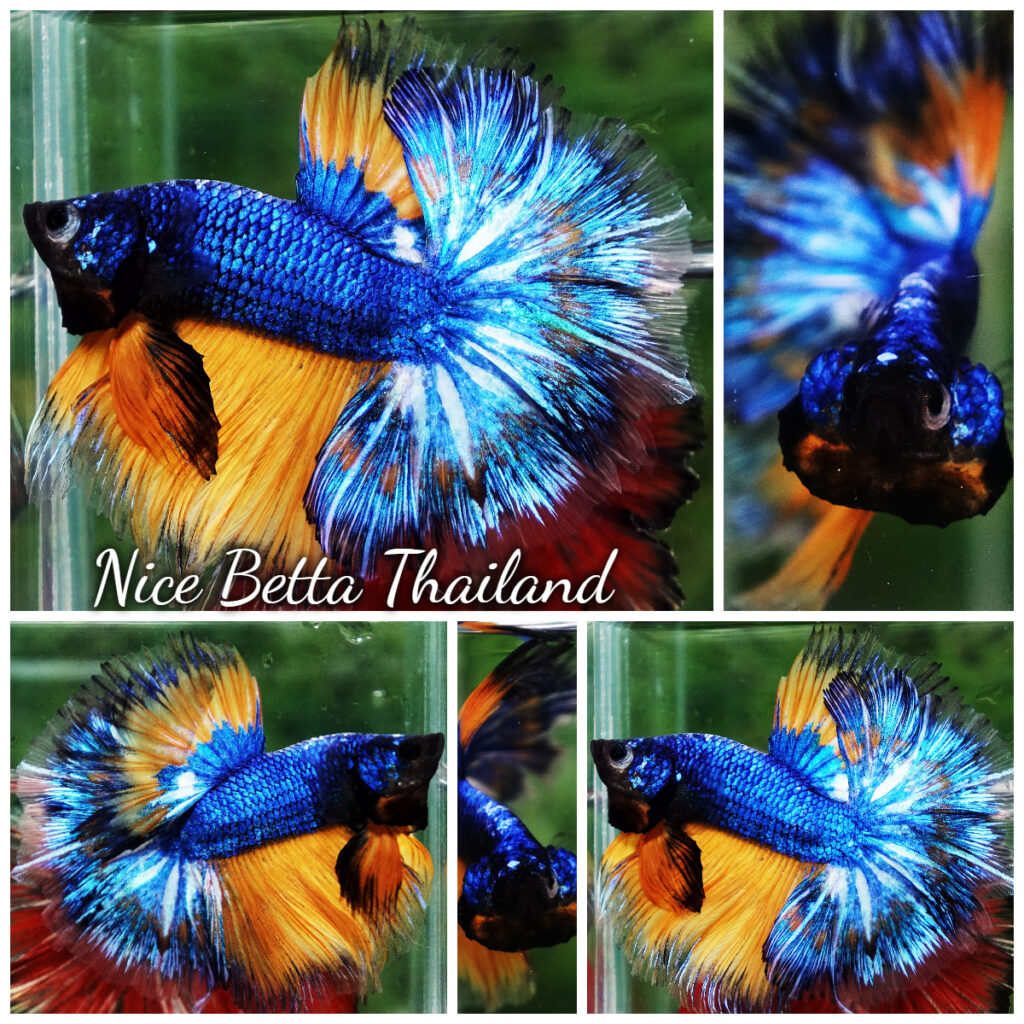 How much space do betta fish need? - nicebettathailand.com