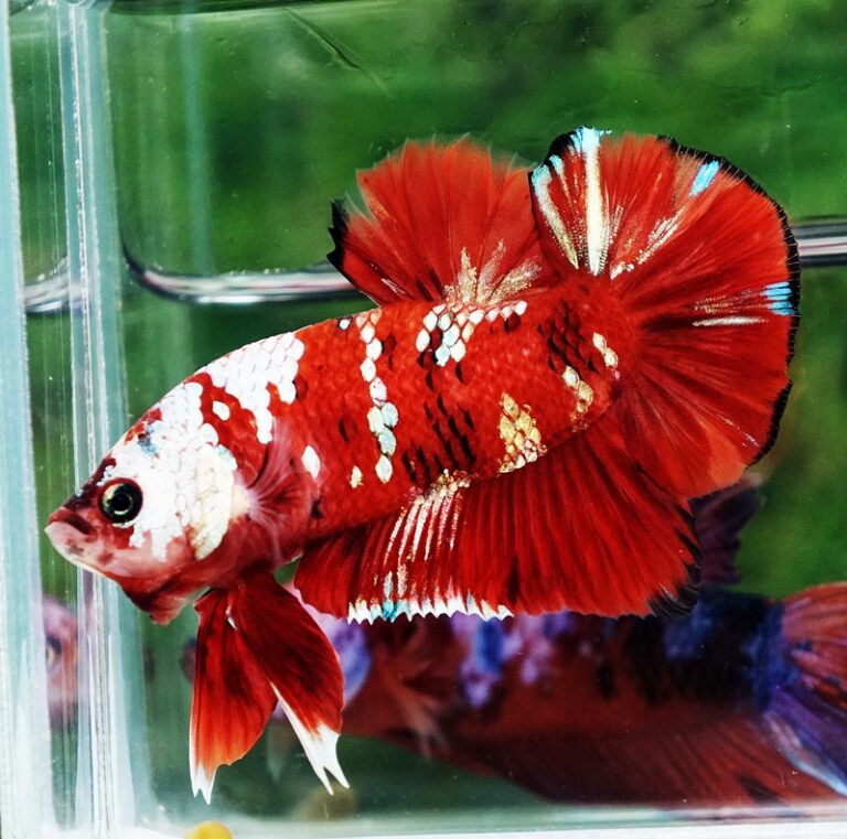 Male Giant betta - nicebettathailand.com