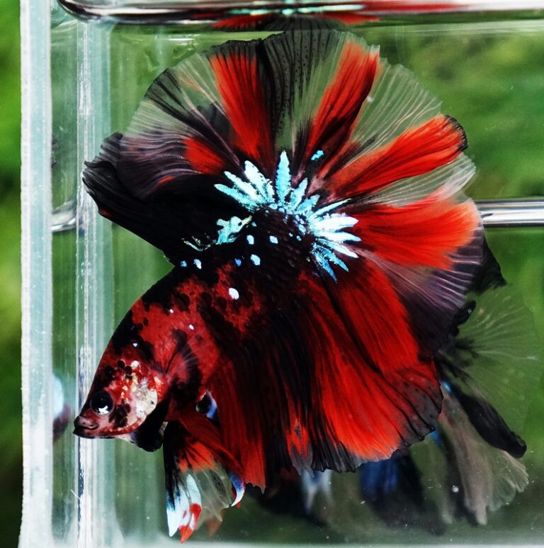 Betta fish Red Tiger Koi OHM - nicebettathailand.com