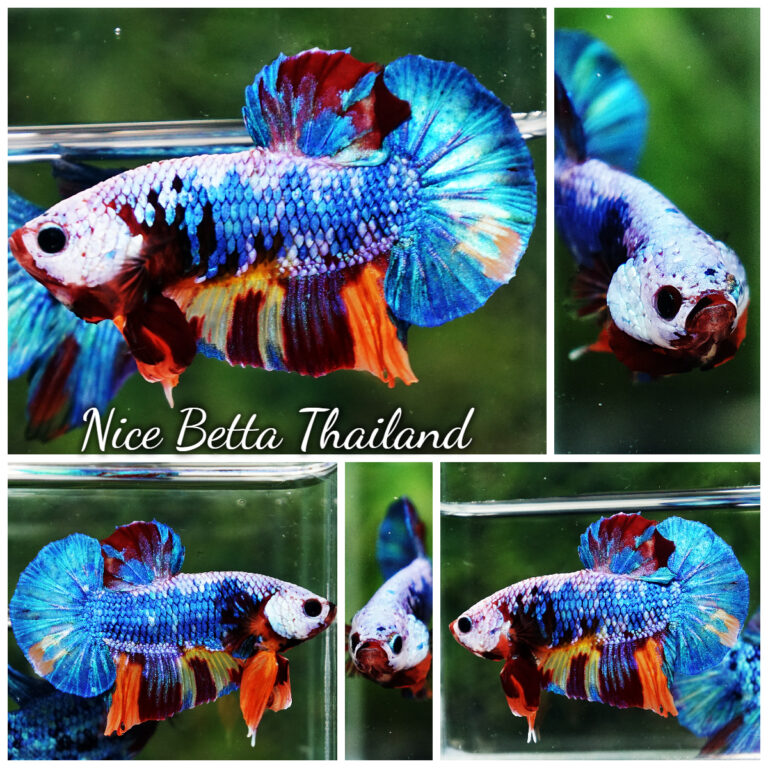 Male Halfmoon Plakat Betta - nicebettathailand.com