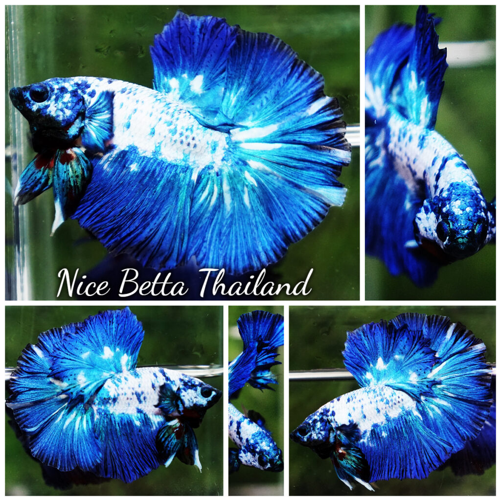 Betta fish Betta fish Prince of Blue Marble Series OHM ...