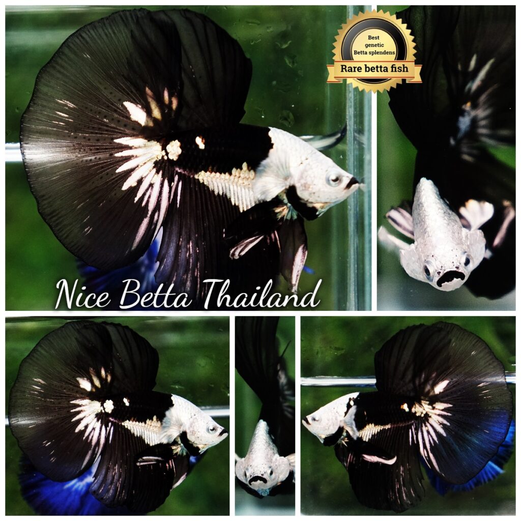 Betta fish Premium Helmet Shadow Black Black Star Samurai HM (Ultra ...