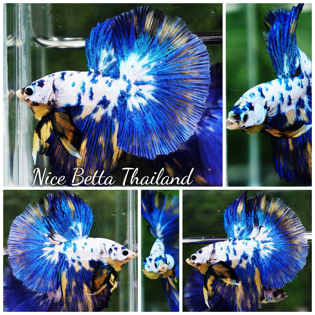 Betta fish Yellow Banabie Marble HM - nicebettathailand.com