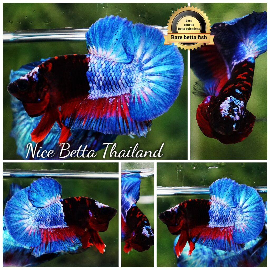 Rare betta fish for Sale - nicebettathailand.com
