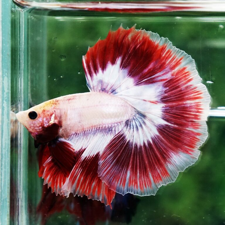 Betta fish Grizzle Red Snow Butterfly OHM - nicebettathailand.com