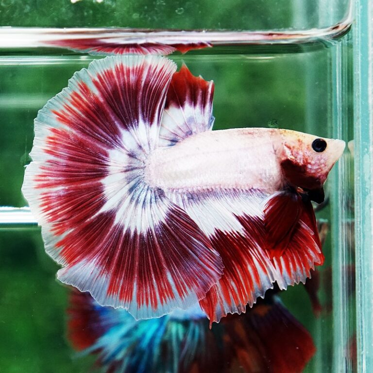 Betta fish Grizzle Red Snow Butterfly OHM - nicebettathailand.com