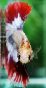 Betta fish Grizzle Red Snow Butterfly OHM - nicebettathailand.com