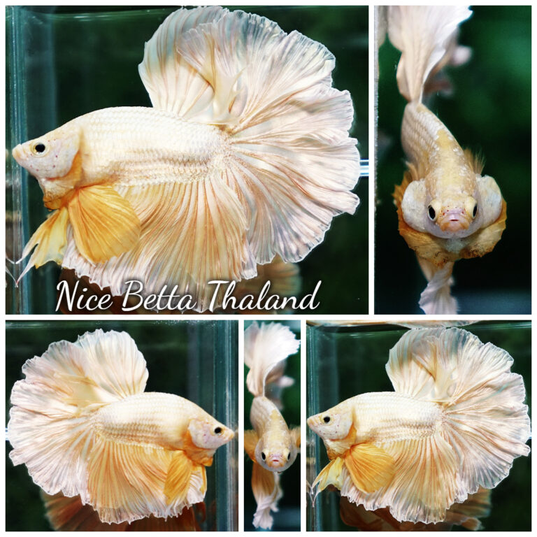 Dragon Betta Fish for Sale - nicebettathailand.com