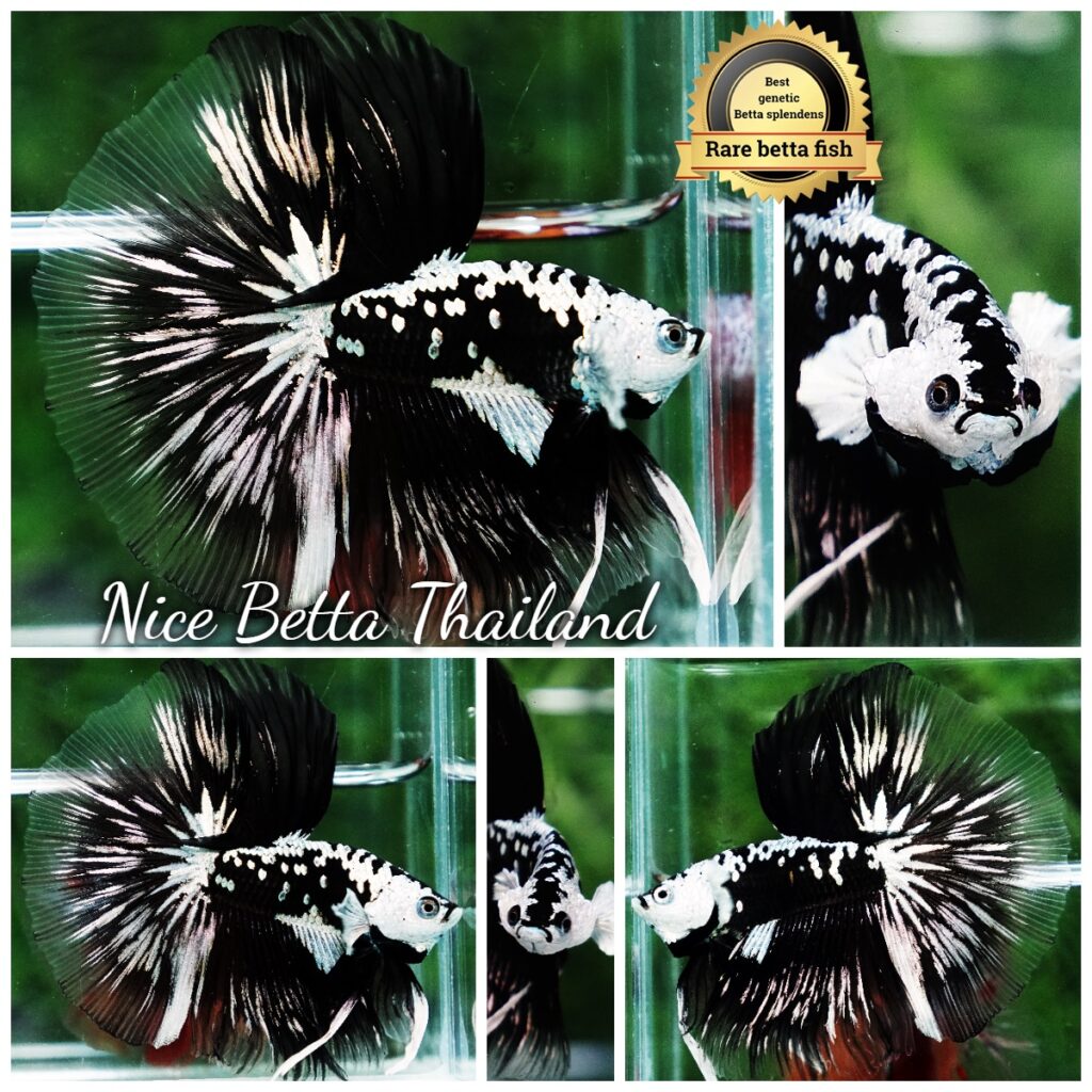 Betta fish King Shadow Black Black Star Samurai HM (Ultra Rare ...