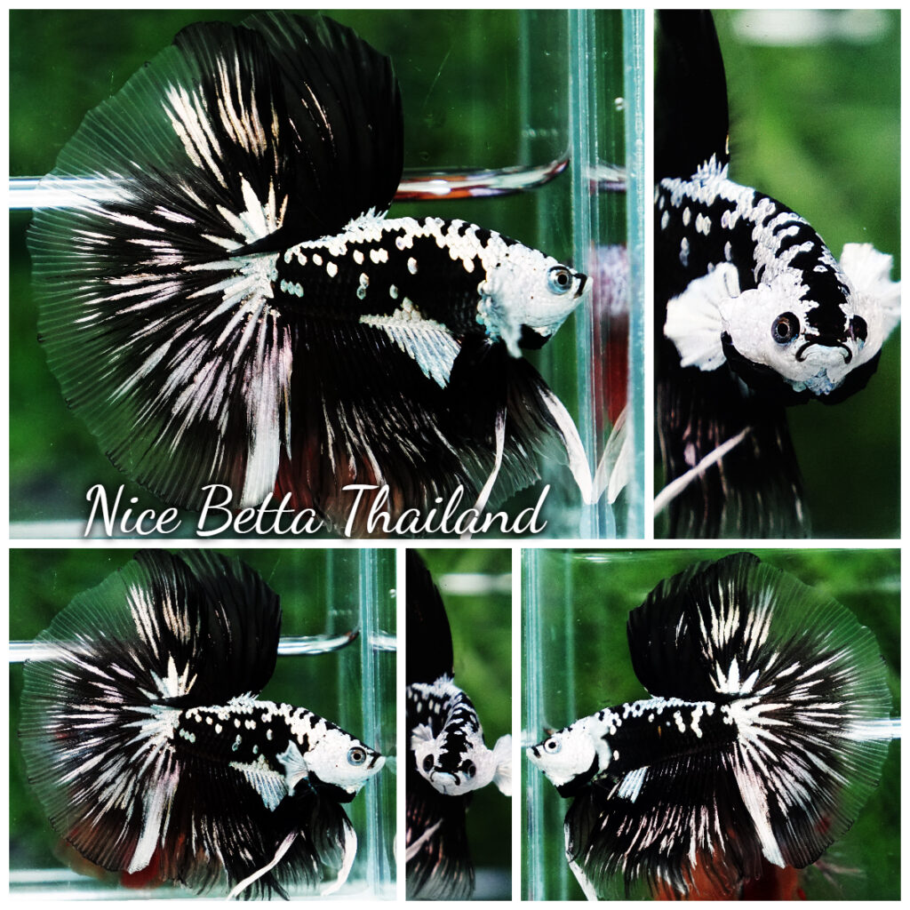 Betta fish King Shadow Black Black Star Samurai HM (Ultra Rare ...