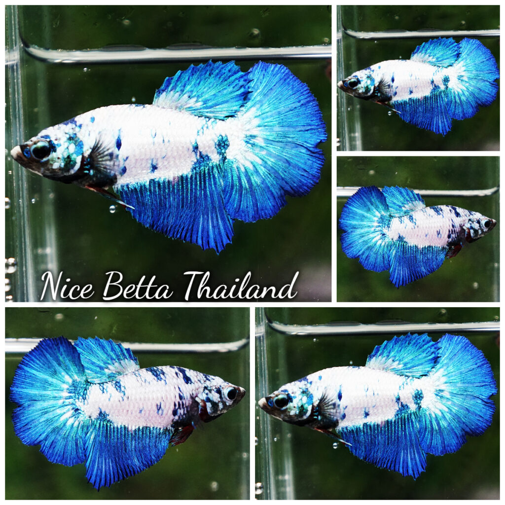 Betta fish Female Blue Dragon Marble HM - nicebettathailand.com