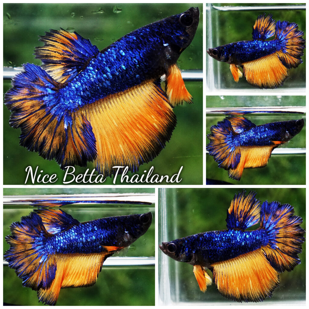 Betta fish shop - nicebettathailand.com