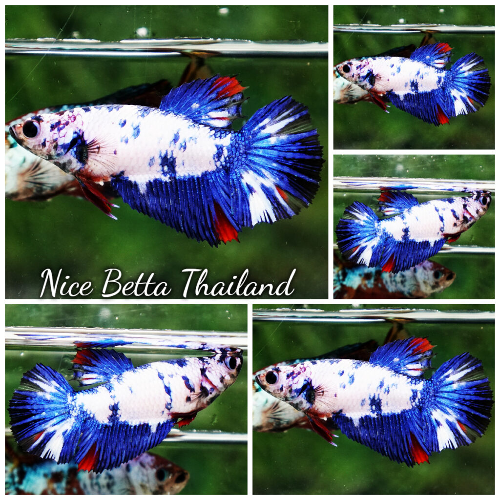 Betta fish shop - nicebettathailand.com