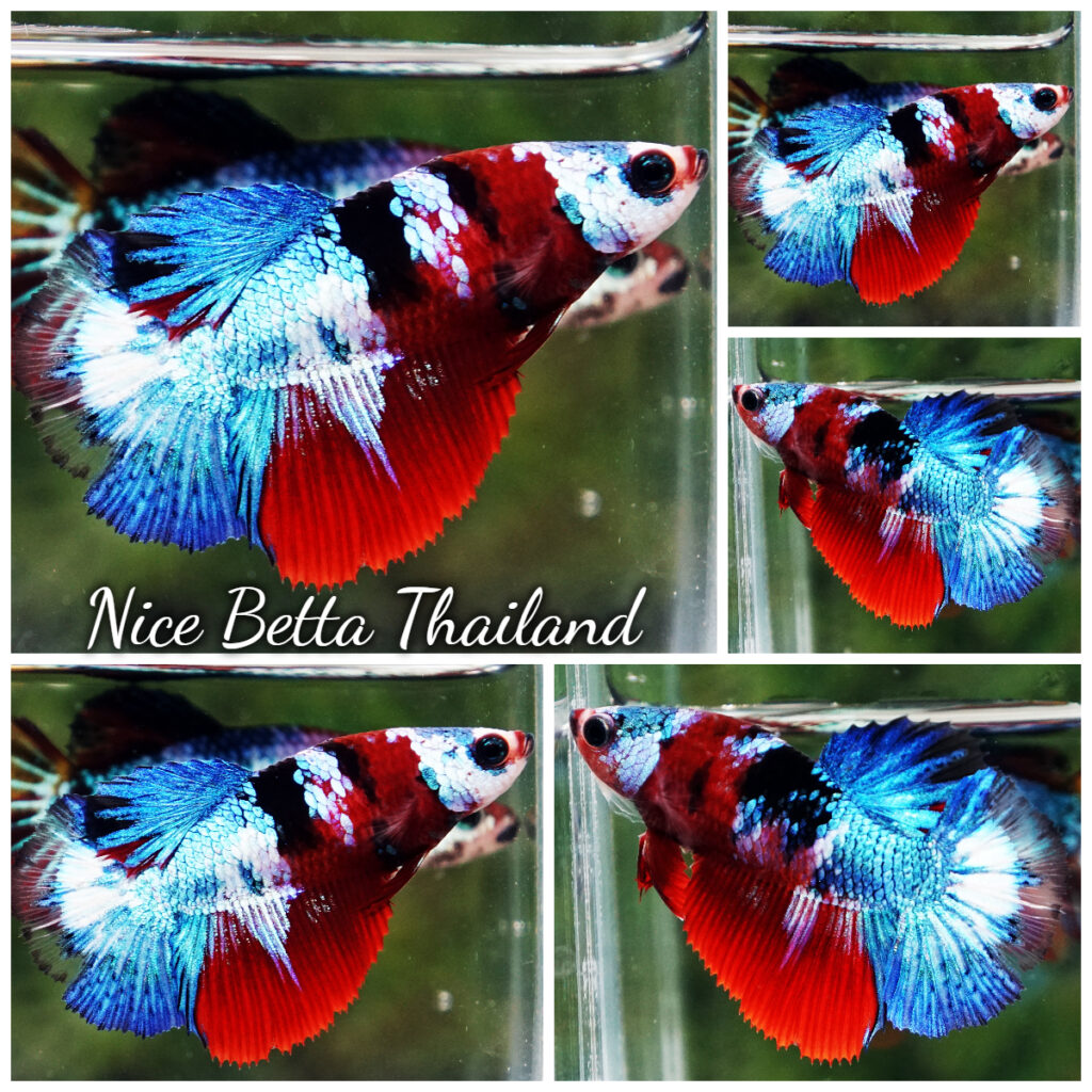 Betta fish Female Full Helmet Fancy Koi HM - nicebettathailand.com