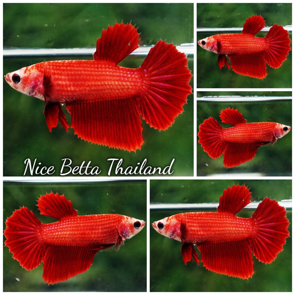 Betta fish Female Clean Super Red HM - nicebettathailand.com