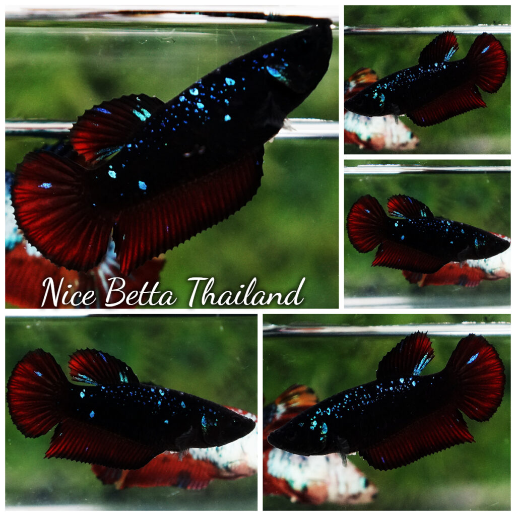 Avatar Betta Fish for Sale - nicebettathailand.com
